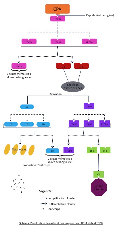Schéma SVT | Genially