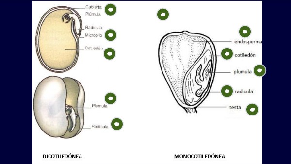 ESTRUCTURA DE LA SEMILLA