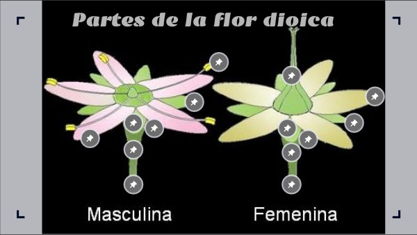 Partes de la flor dioica | Genially