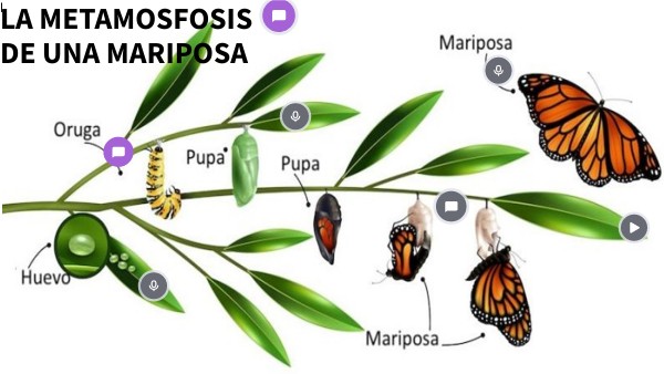 La metamorfosis de una mariposa