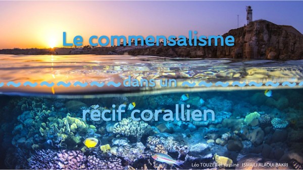 Le commensalisme dans un récif coralien