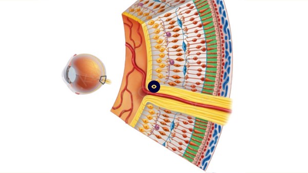 Ojo , Conos y Bastones | Genially