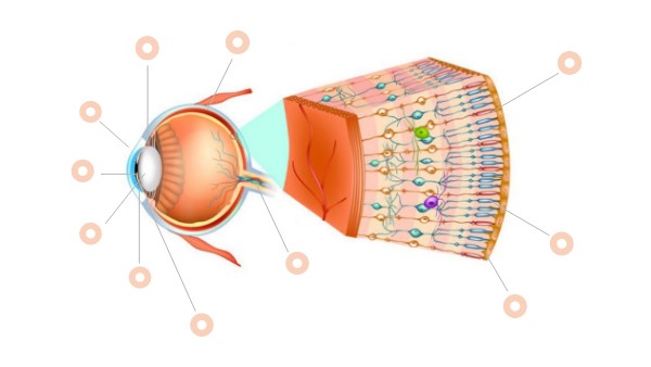 Ojo, conos y bastones | Genially