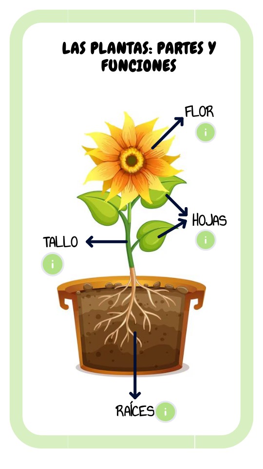 Imagen Interactiva Partes planta