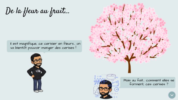 6 A1 De la fleur au fruit
