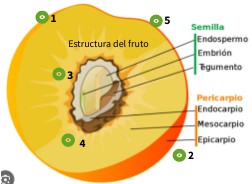 6 estructura del fruto