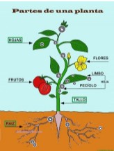 PARTES PLANTA | Genially