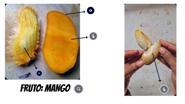 Estructura del fruto ( a tu elección, con todas sus partes)