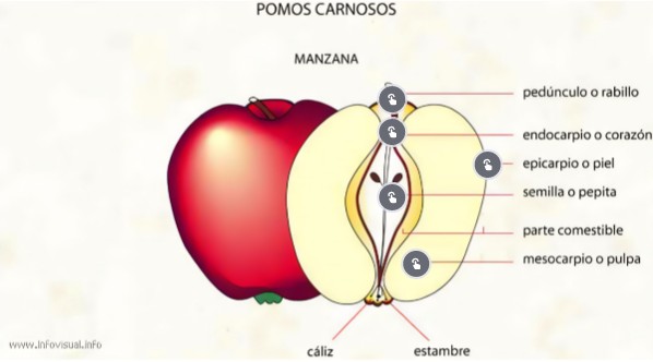 estructura manzana