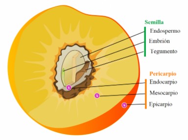 Partes del fruto