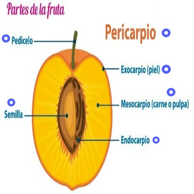 Partes de la fruta