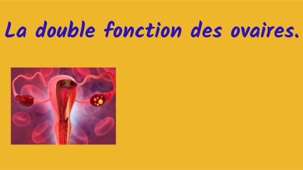 Le fonctionnement des organes reproducteurs