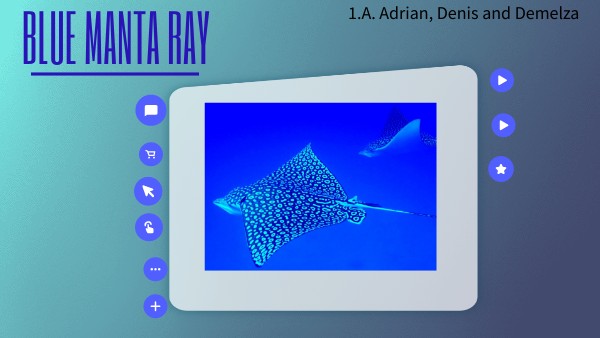 Blue manta ray