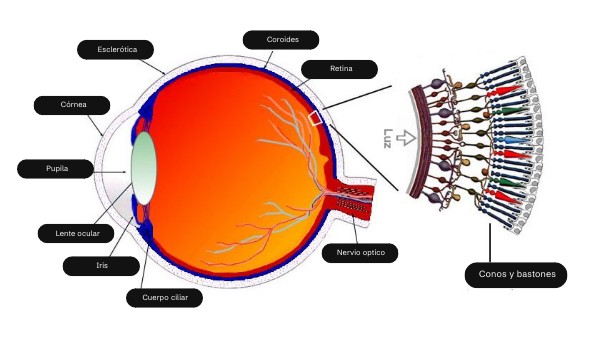 DPLV-8°A-Ojo, Conos y Bastones