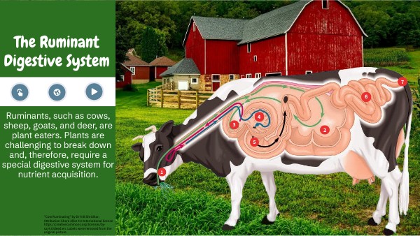 Koeller_Module 5: Assignment 1 - Genially