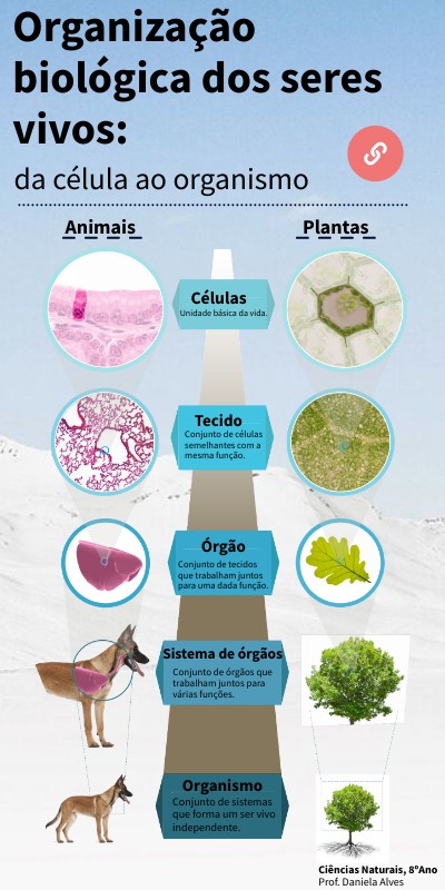 S3_genially_Daniela Alves (infográficos)