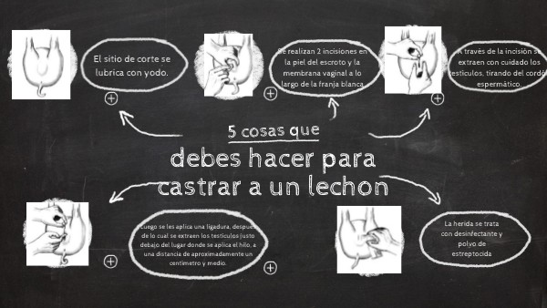 Como castrar a un lechon | Genially