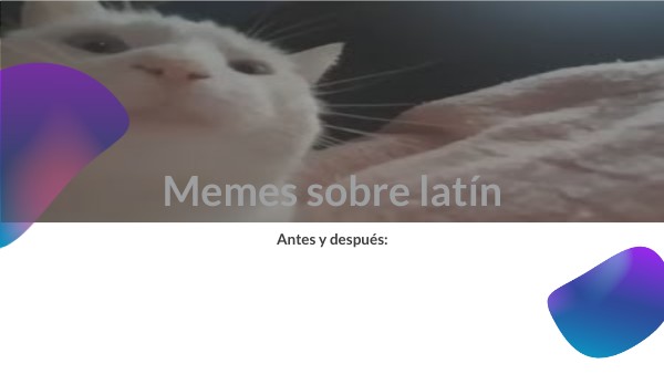 Memes latín