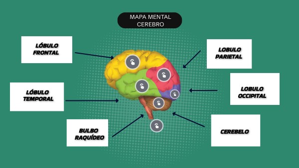 Mapa Mental Cerebro | Genially