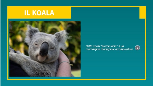 Koala | Genially