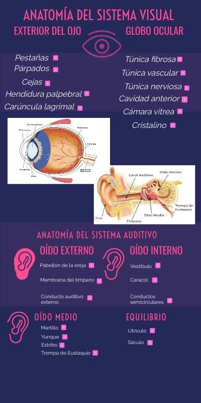 Infografía Reto 3 Anatomía de los sistemas auditivos y visuales | Genially
