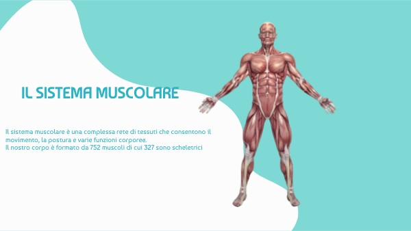 Presentazione muscoli | Genially