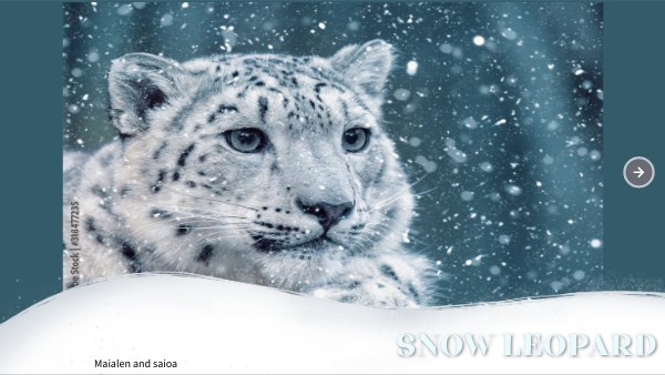 snow leopard | Genially