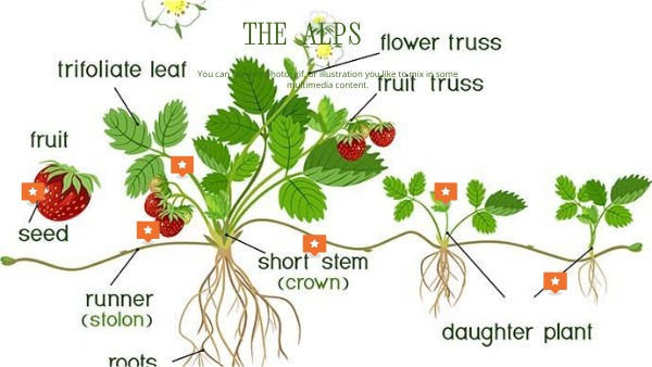 Sara Magno 2C Propaggine | Genially