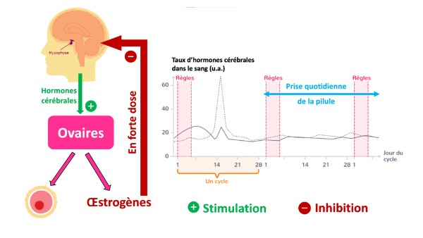 Schéma pilule - QCM SVTe | Genially