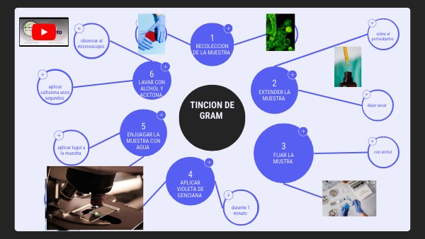 mapa conceptual "tincion de gram " | Genially