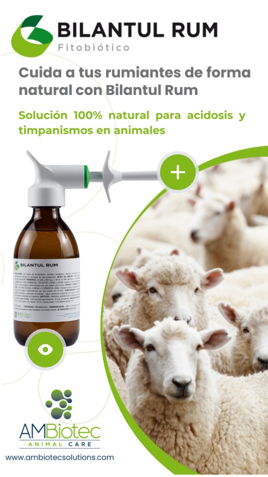 Bilantul Rum | Genially