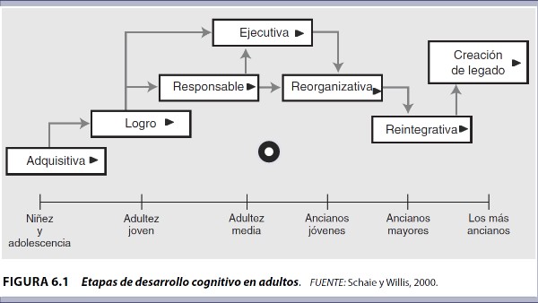 Etapas de desarrollo cognitivo en adultos (Schaie)