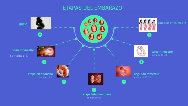etapas del embarazo | Genially