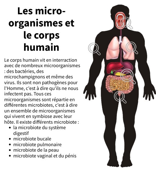 Les micro-organismes du corps humain | Genially