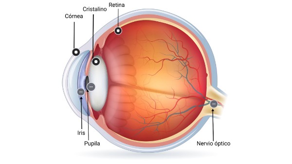 Ojo,Conos Y Bastones | Genially