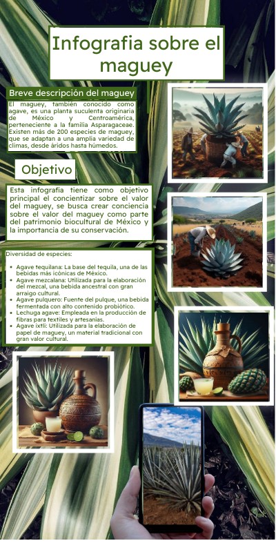 Infografía Maguey | Genially