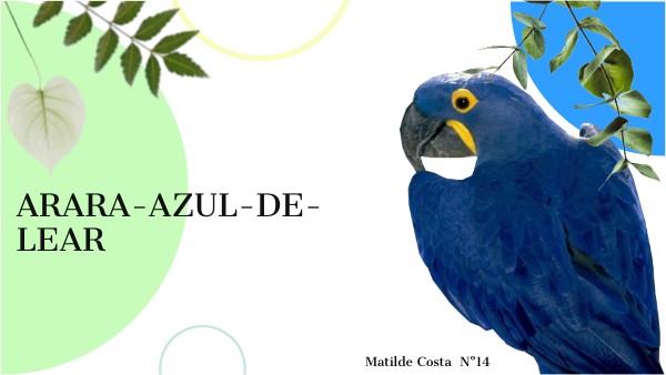 Arara-azul-de-lear