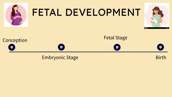 Fetal Development