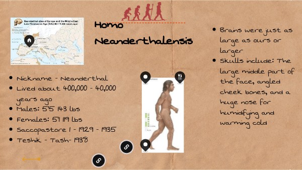 Australopithecus afarensis