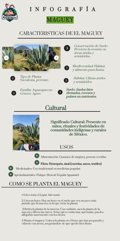 Infografía maguey | Genially