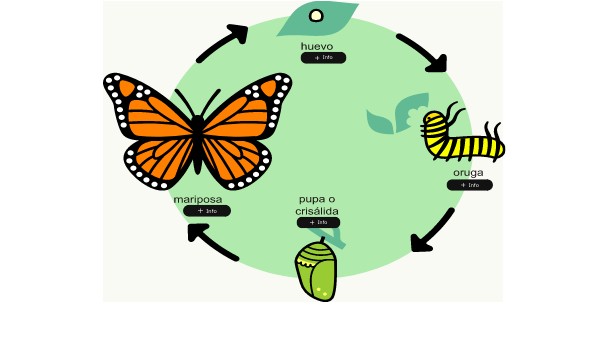 ciclo de vida de una mariposa