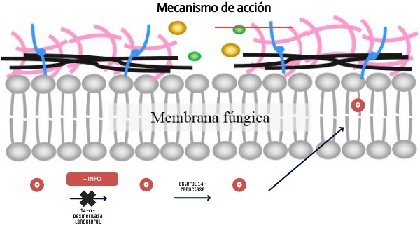 Mecanismo de acción imidazoles