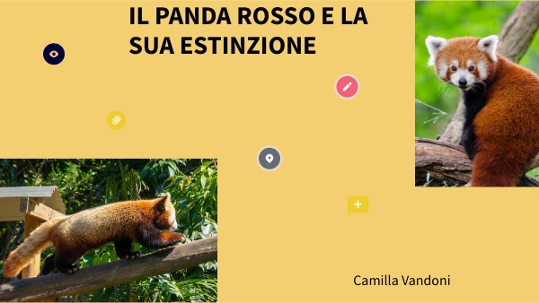 il panda rosso in via di estinsione | Genially