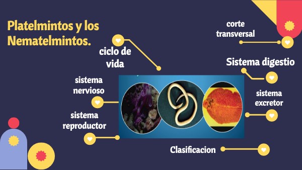 Caracteristicas de los Platelmintos y los Nematelmintos. | Genially