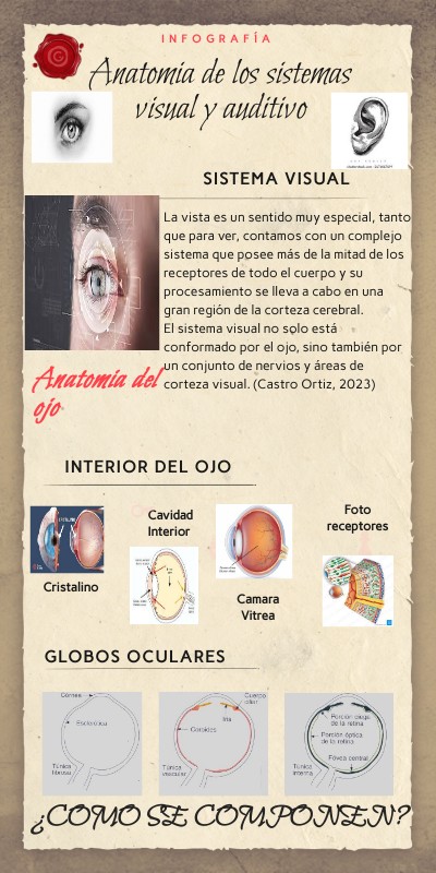 Infografía Sistema visual y auditivo | Genially
