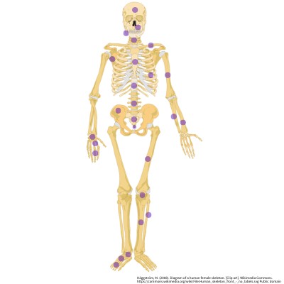Skeletal System MEF EN | Genially