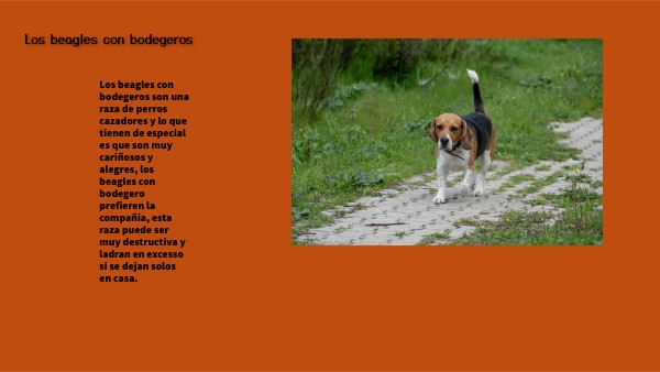 Los beagles con bodegero