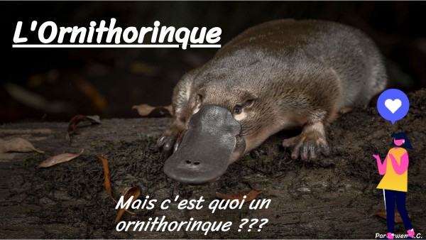 L'Ornithorinque