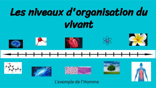 Les niveaux d'organisation du vivant | Genially