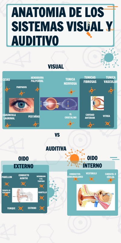 Infografía del sistema visual y auditivo